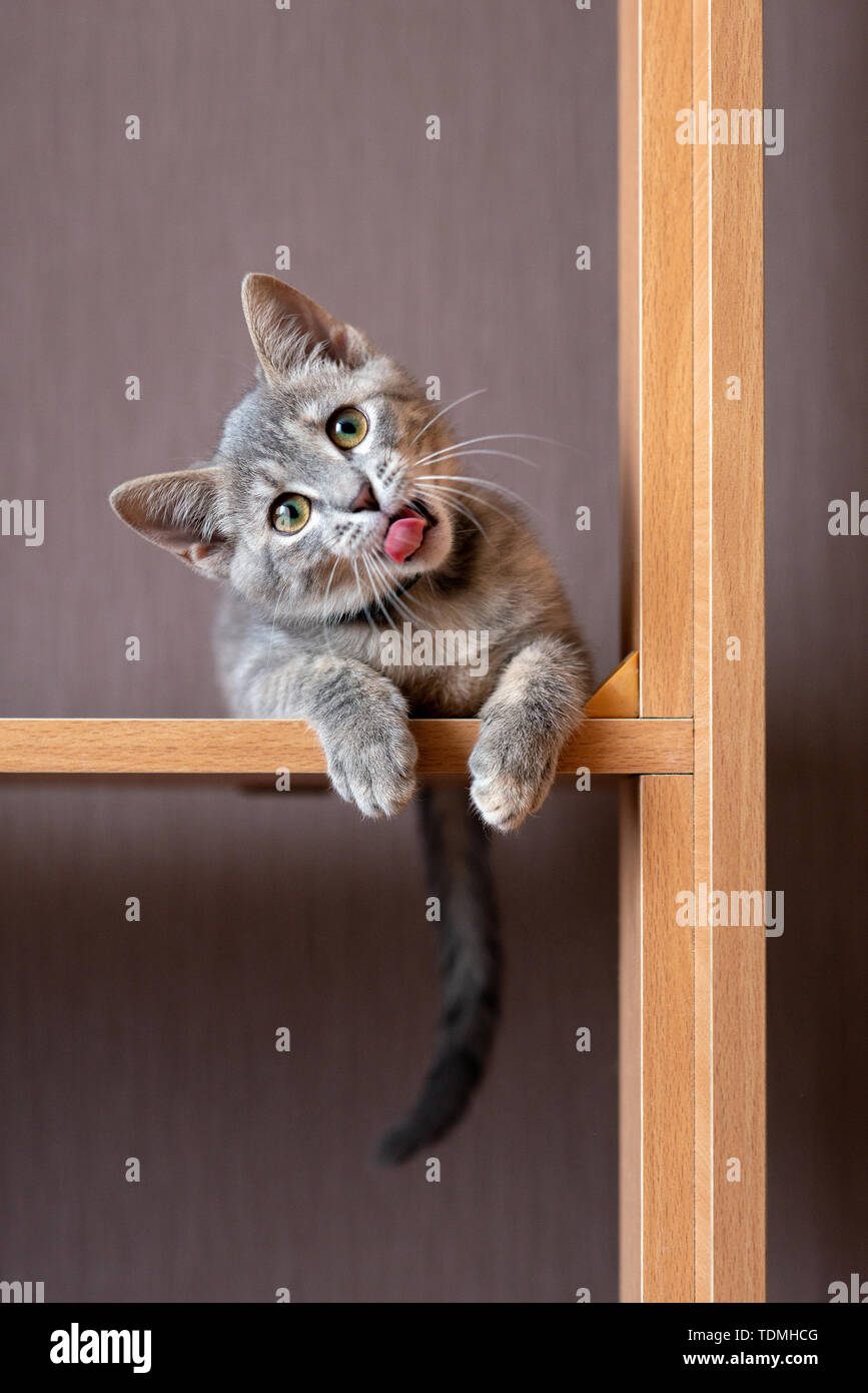 Funny gray scottish cat stuck hi-res stock photography and images - Alamy