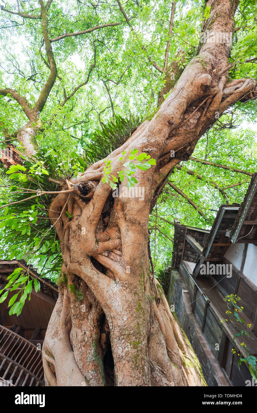 Very old tree amont chinese houses in Liujiang,China Stock Photo - Alamy