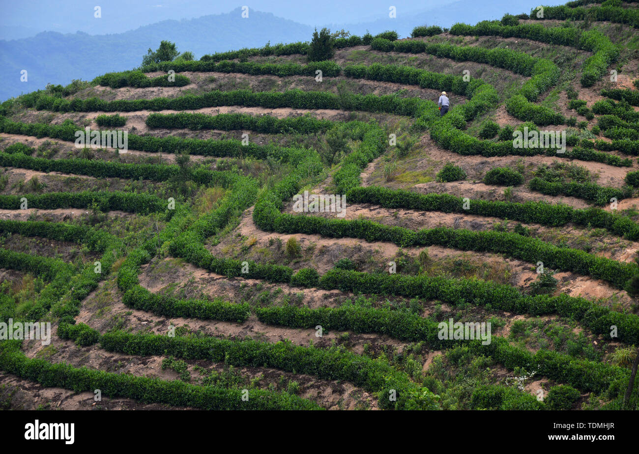 Xinyang hi-res stock photography and images - Alamy