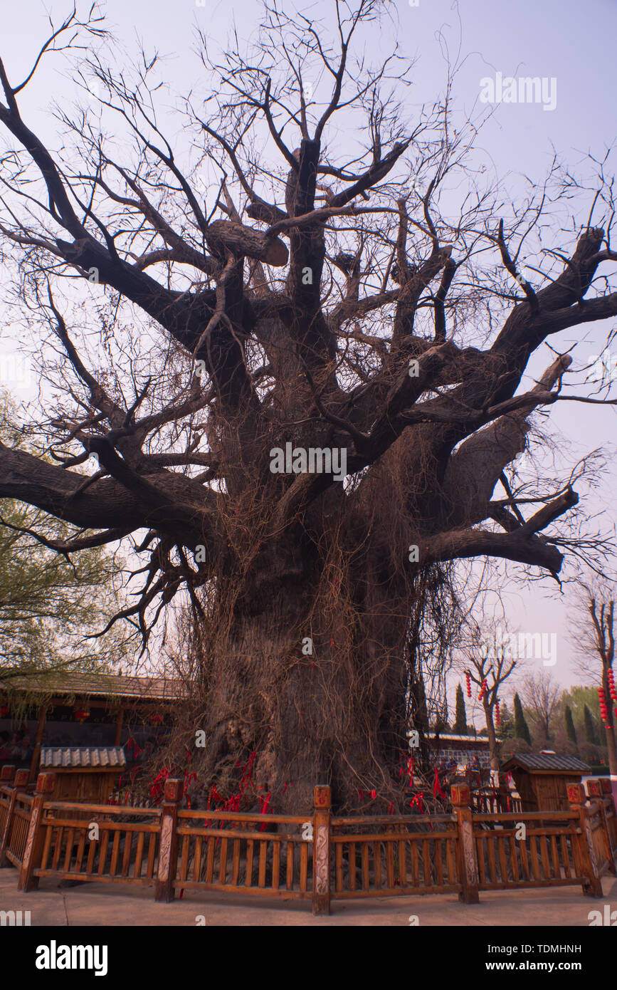 Great locust tree root-seeking ancestral garden in Hongdong, Shanxi ...