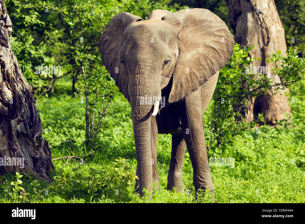 Africa, Zimbabwe, manaturals, national parks, animals, elephants, baby ...