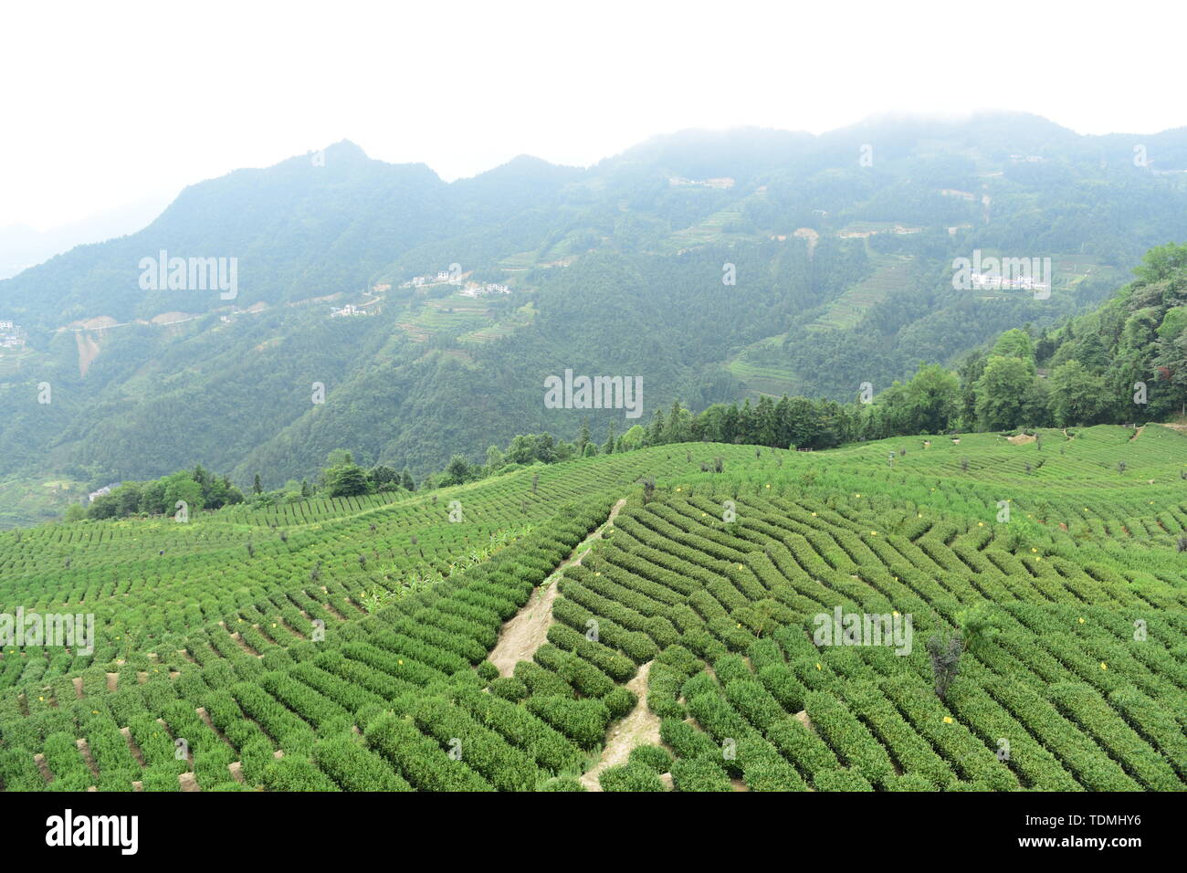 Tea garden tea tree Stock Photo - Alamy