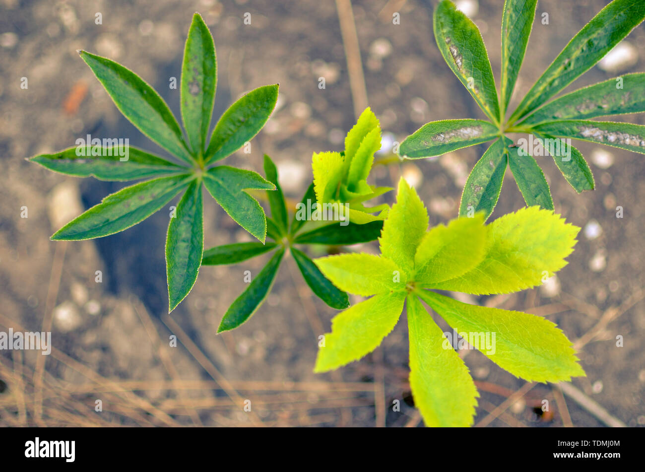 Lupin leaves hi-res stock photography and images - Alamy