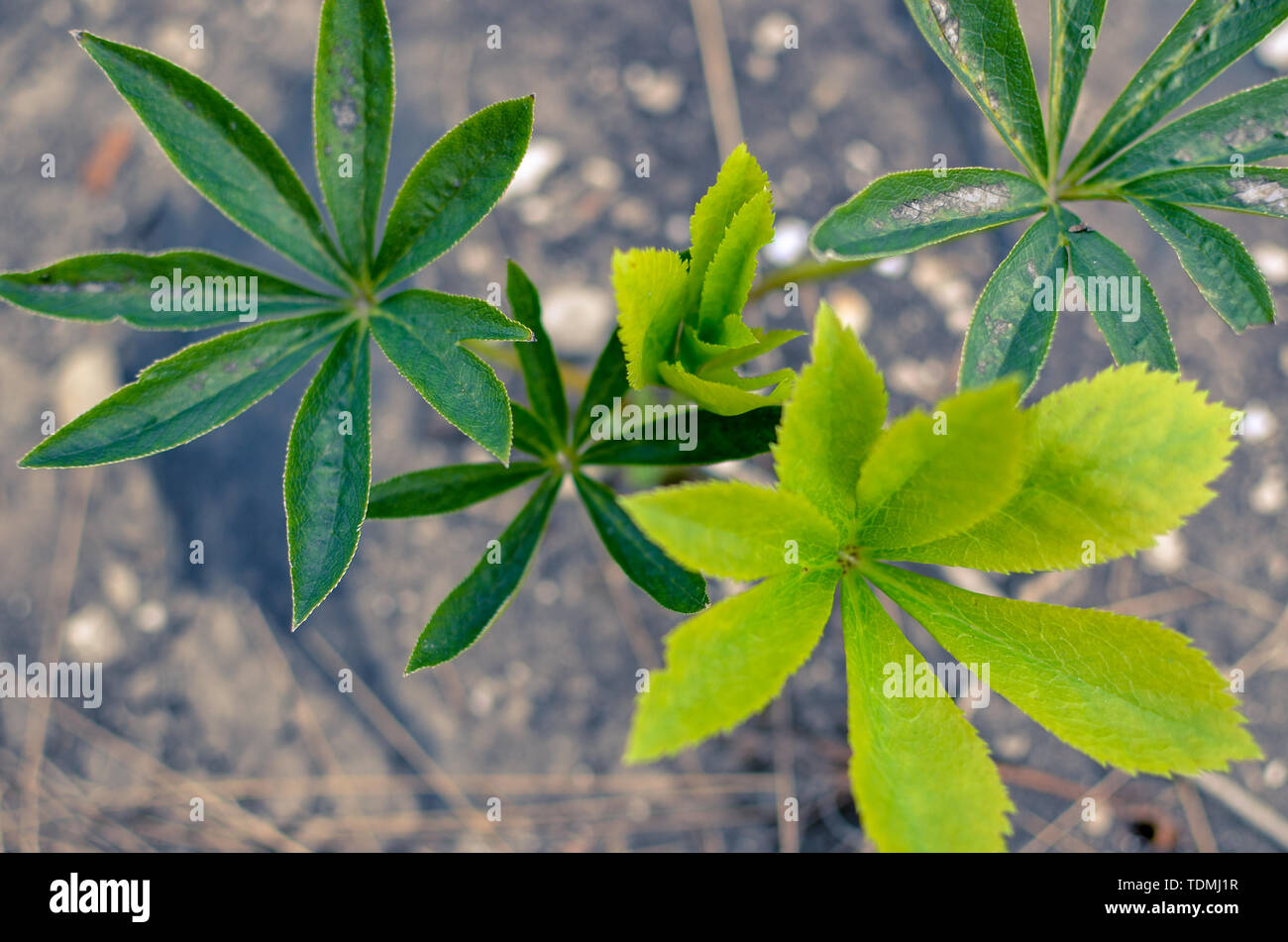 Lupin leaves hi-res stock photography and images - Alamy
