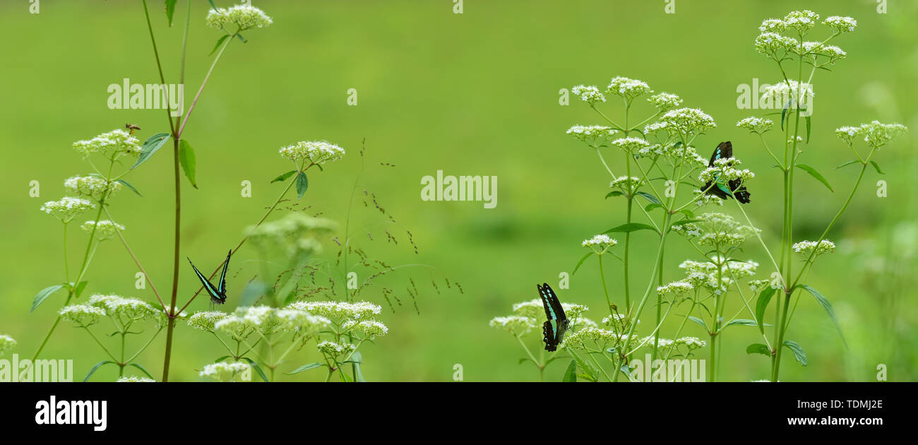 Butterflies dance hi-res stock photography and images - Alamy