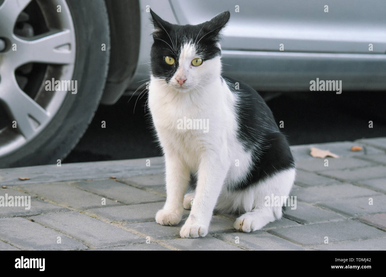 Ash cat hi-res stock photography and images - Alamy