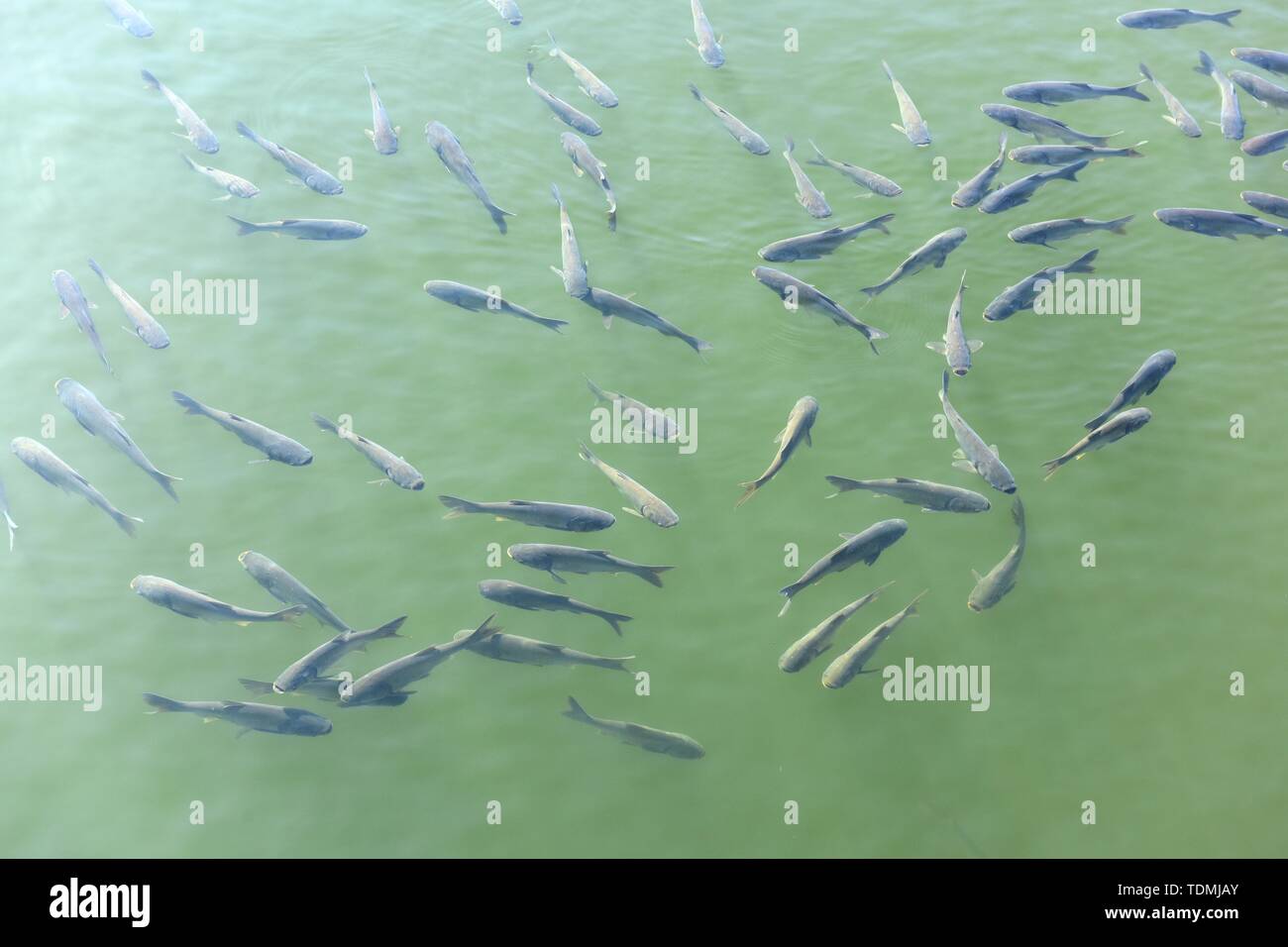 Pond fish pond Stock Photo - Alamy