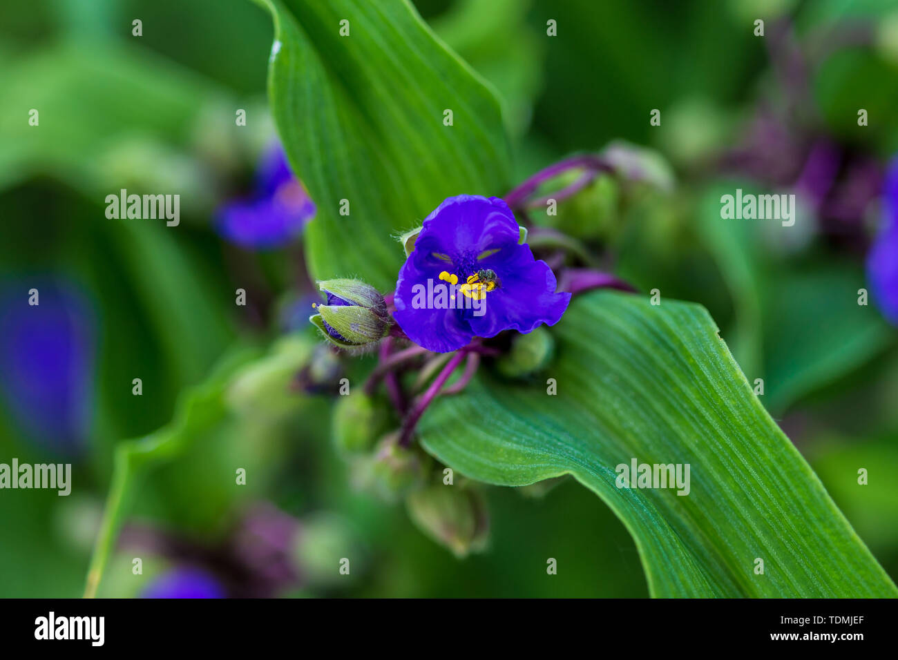 Blue widows tears hi-res stock photography and images - Alamy