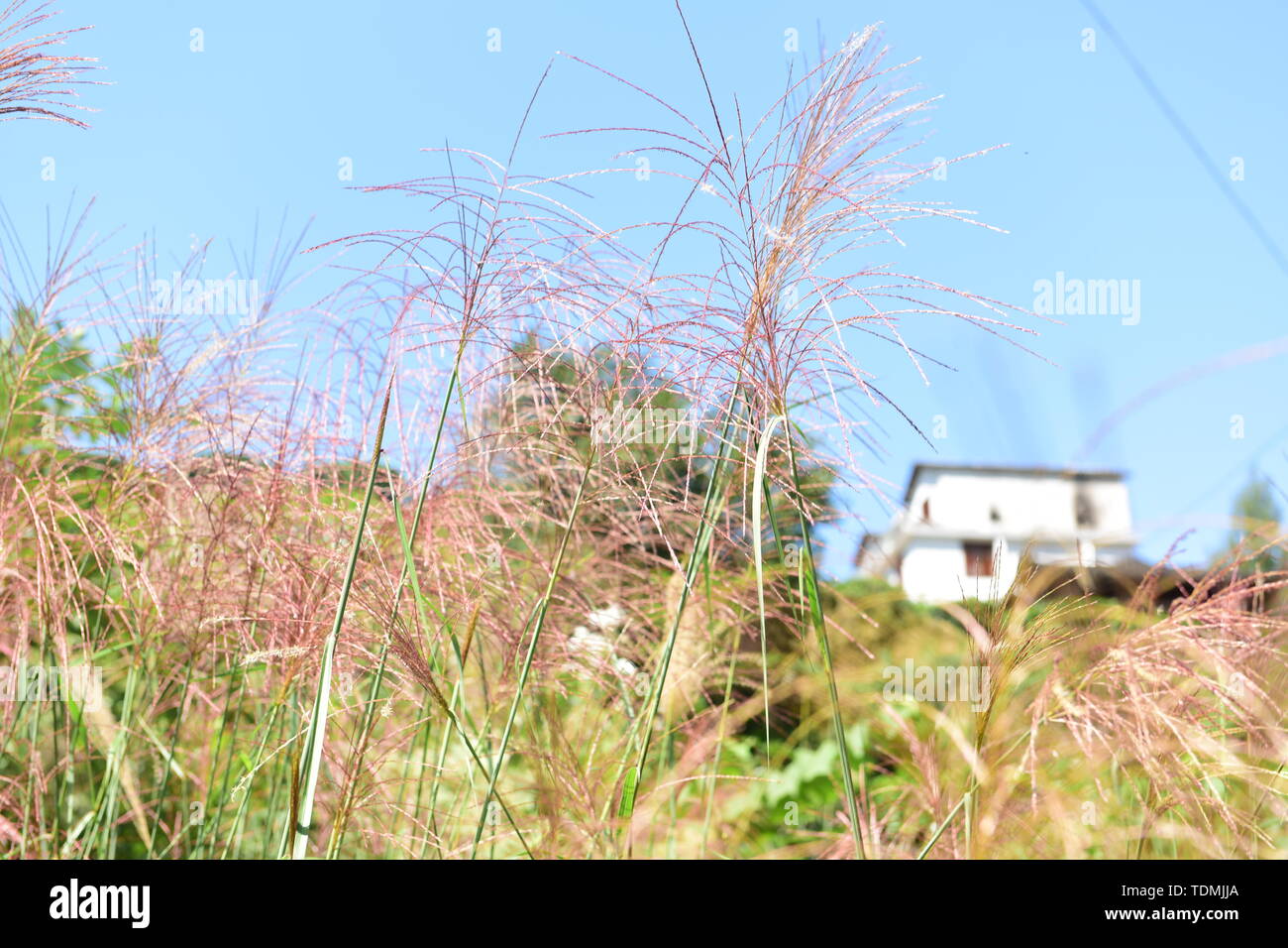 Reed hd hi-res stock photography and images - Alamy