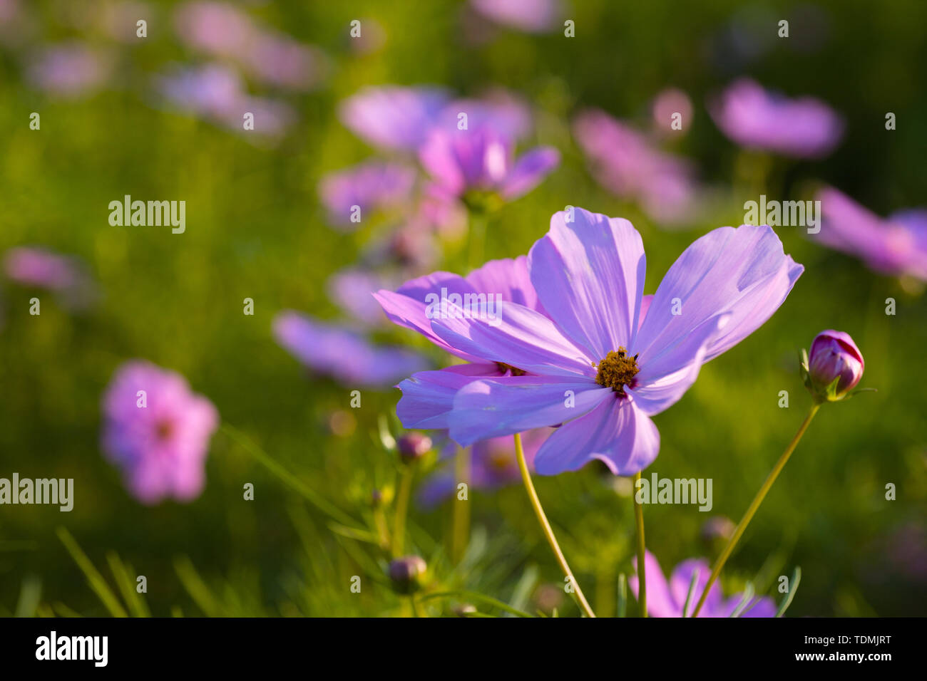 Gesang flower African chrysanthemum Orson flower field wild interest ...