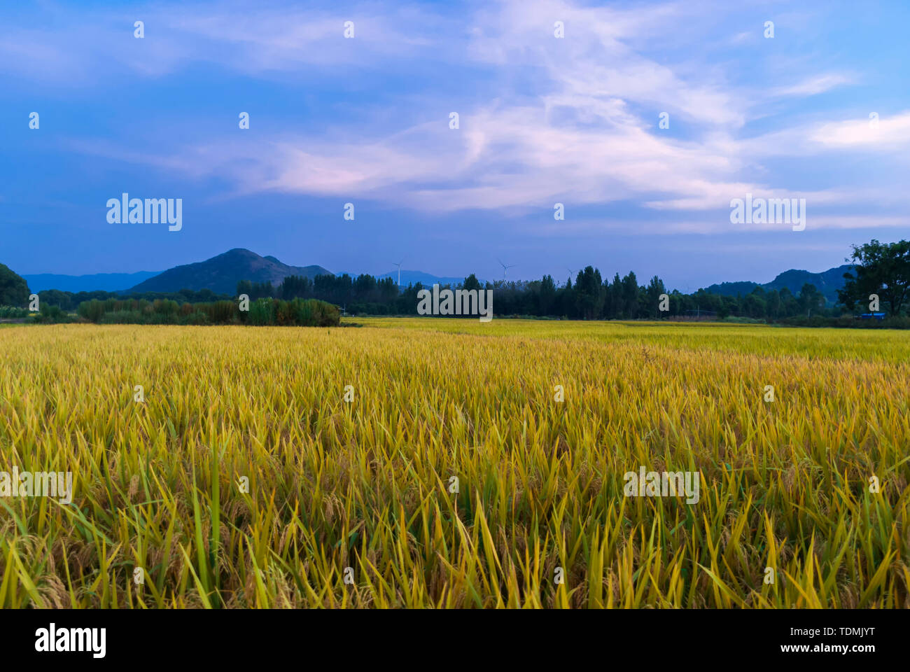 Hunan rice planting hi-res stock photography and images - Alamy
