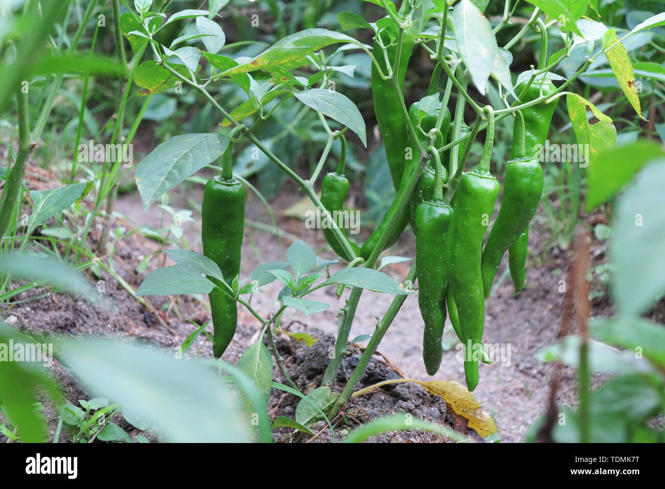 Outdoor chilli plants hi-res stock photography and images - Alamy