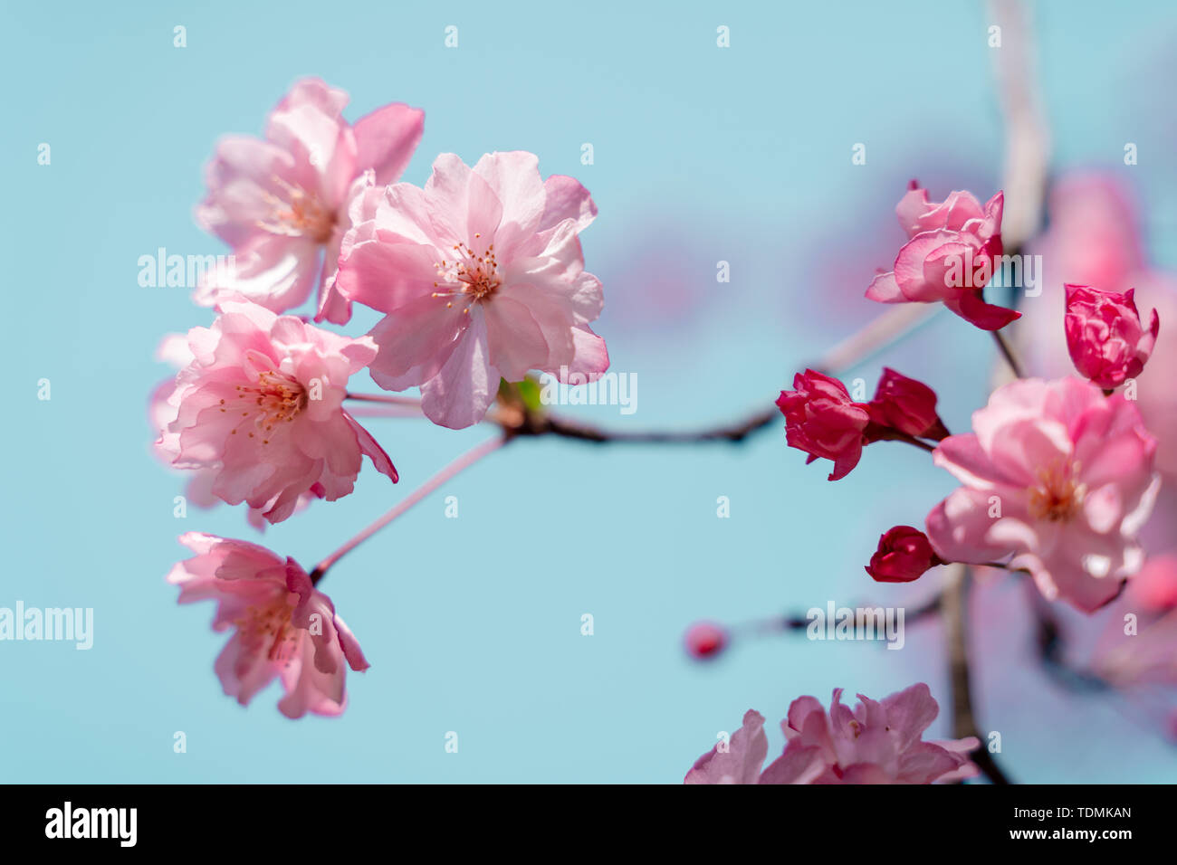 Tan hua hi-res stock photography and images - Alamy