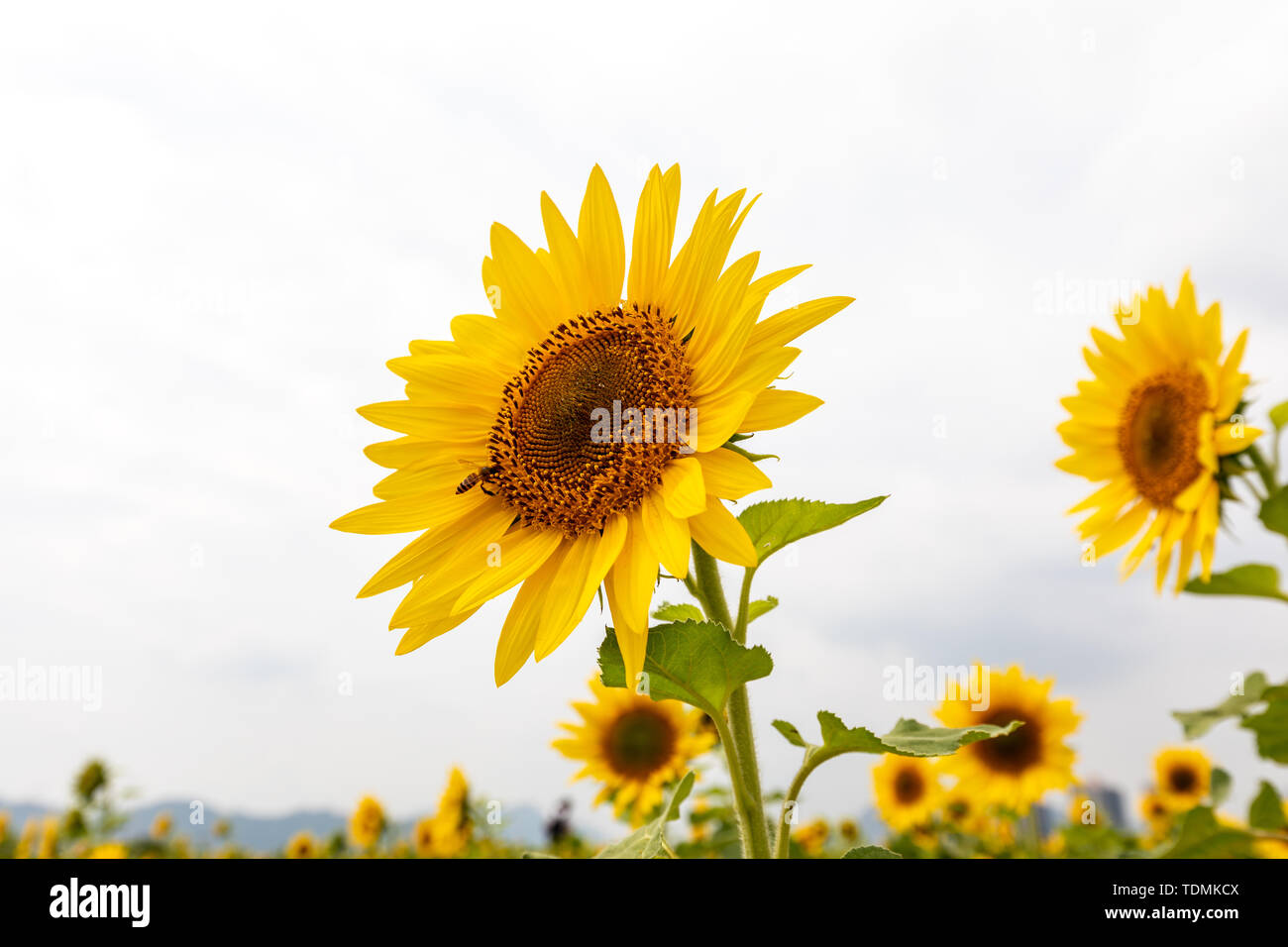 Summer white background sunflowers Stock Photo - Alamy