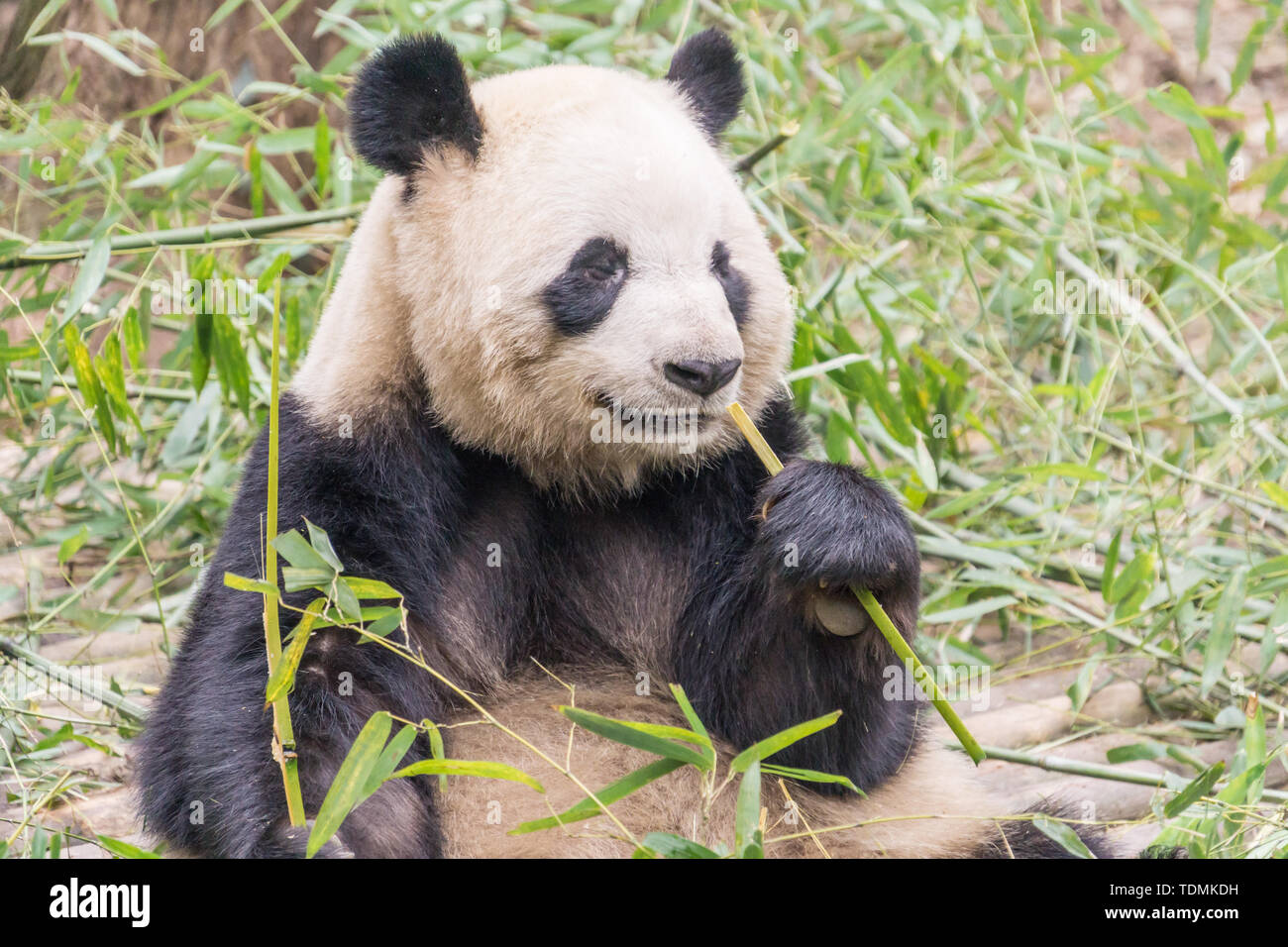 Tapir fish hi-res stock photography and images - Alamy