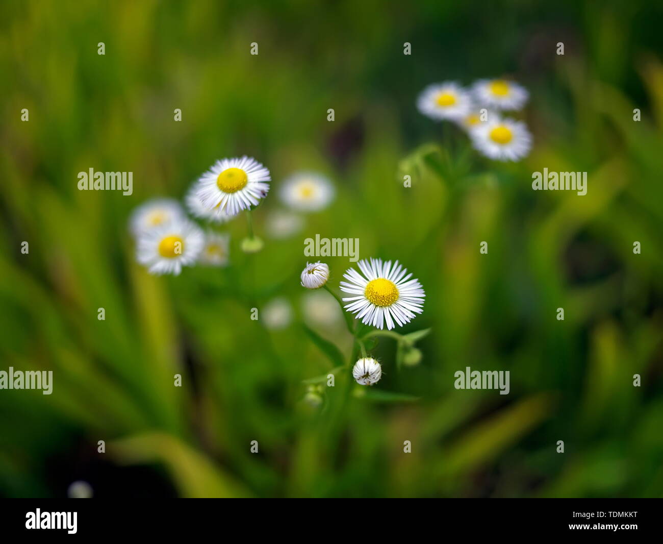 Gova hi-res stock photography and images - Alamy