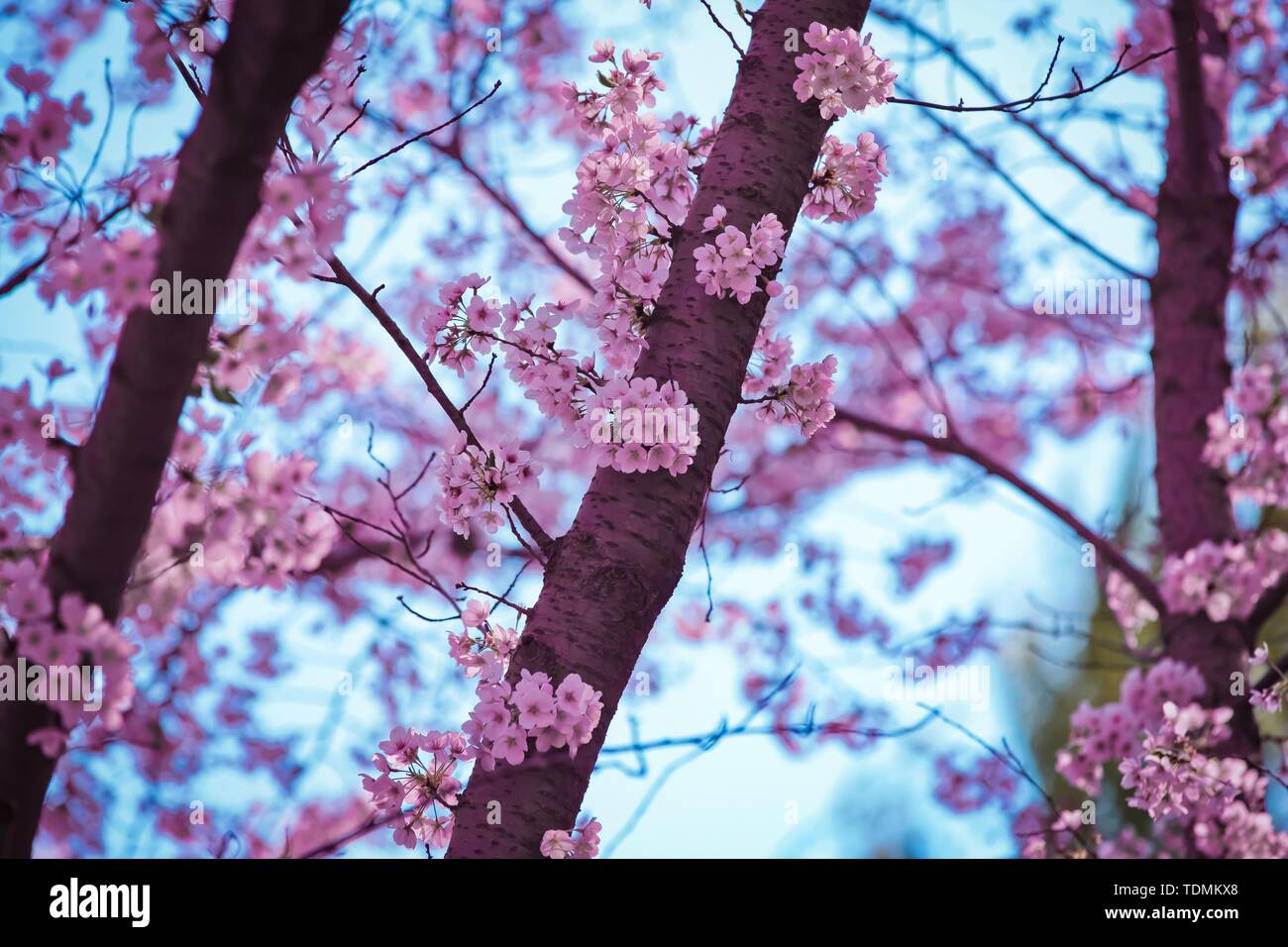 Beijing Yuyuantan Park Cherry Blossom Festival Stock Photo - Alamy