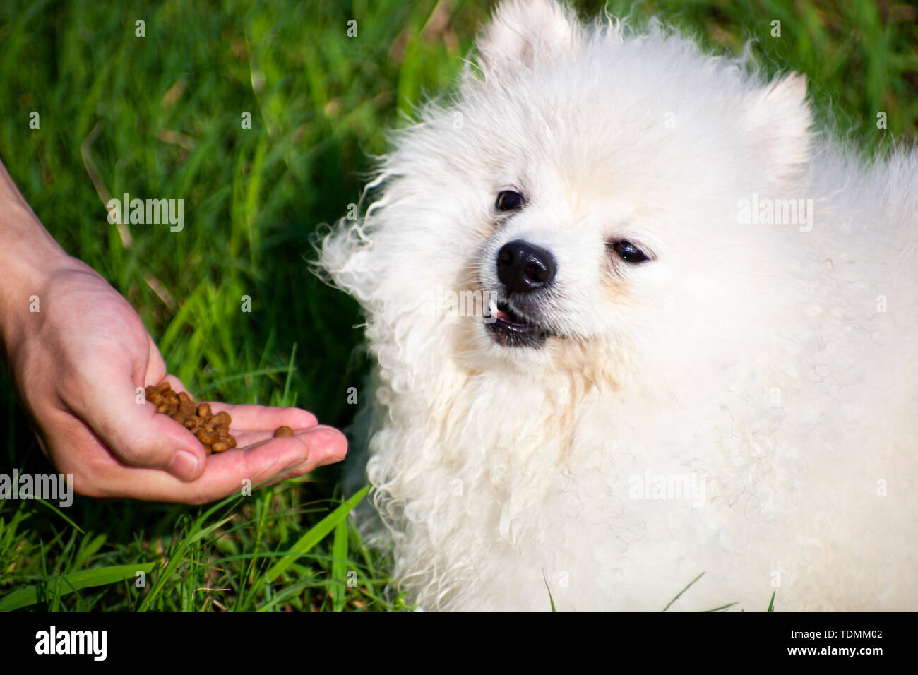 Feed, feed the dog Stock Photo - Alamy