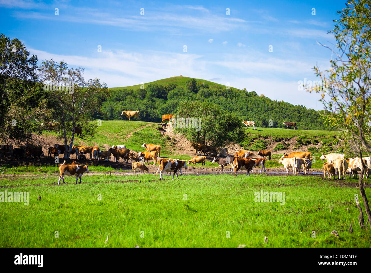 Lawn no one has mammals outdoor farm nature herding agriculture hi-res stock photography and ...