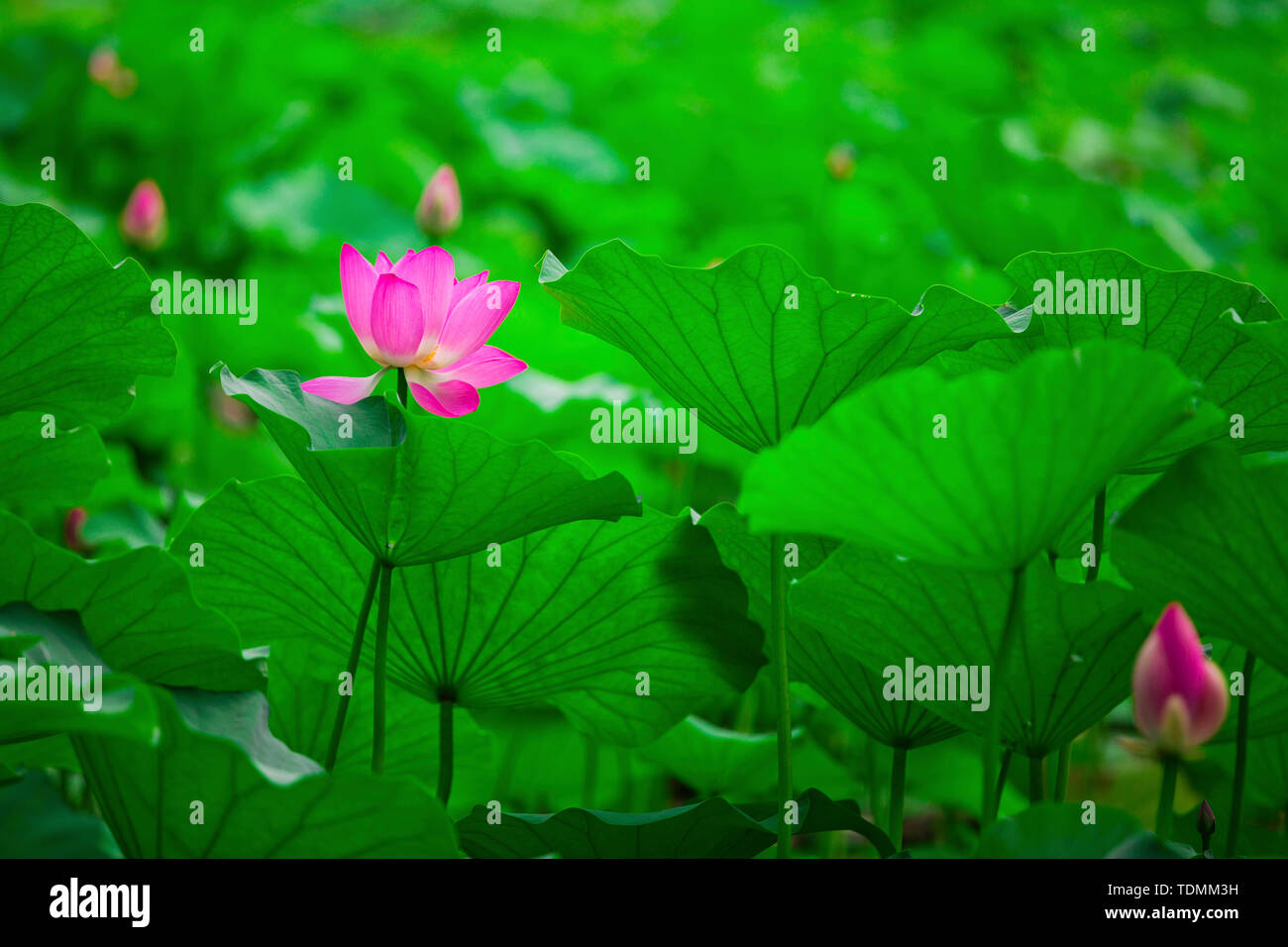 Beautiful lotus in full bloom Stock Photo - Alamy