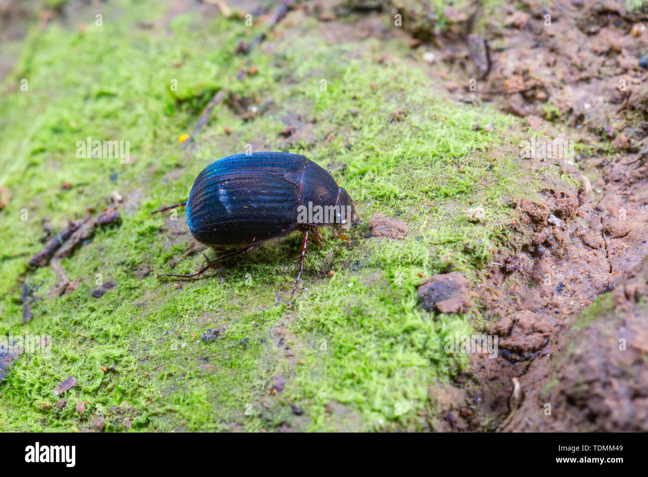 Blue beetles hi-res stock photography and images - Alamy