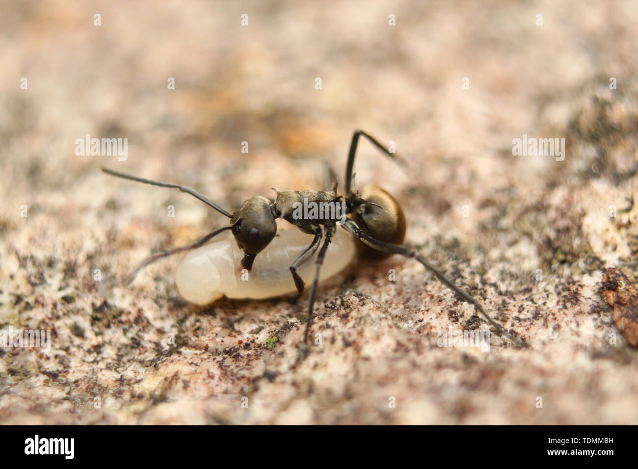 Ants larvae hi-res stock photography and images - Alamy
