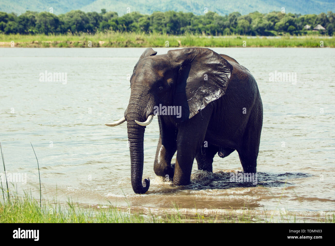 Africa, Zimbabwe, manaturals, national parks, animals, elephants, baby ...