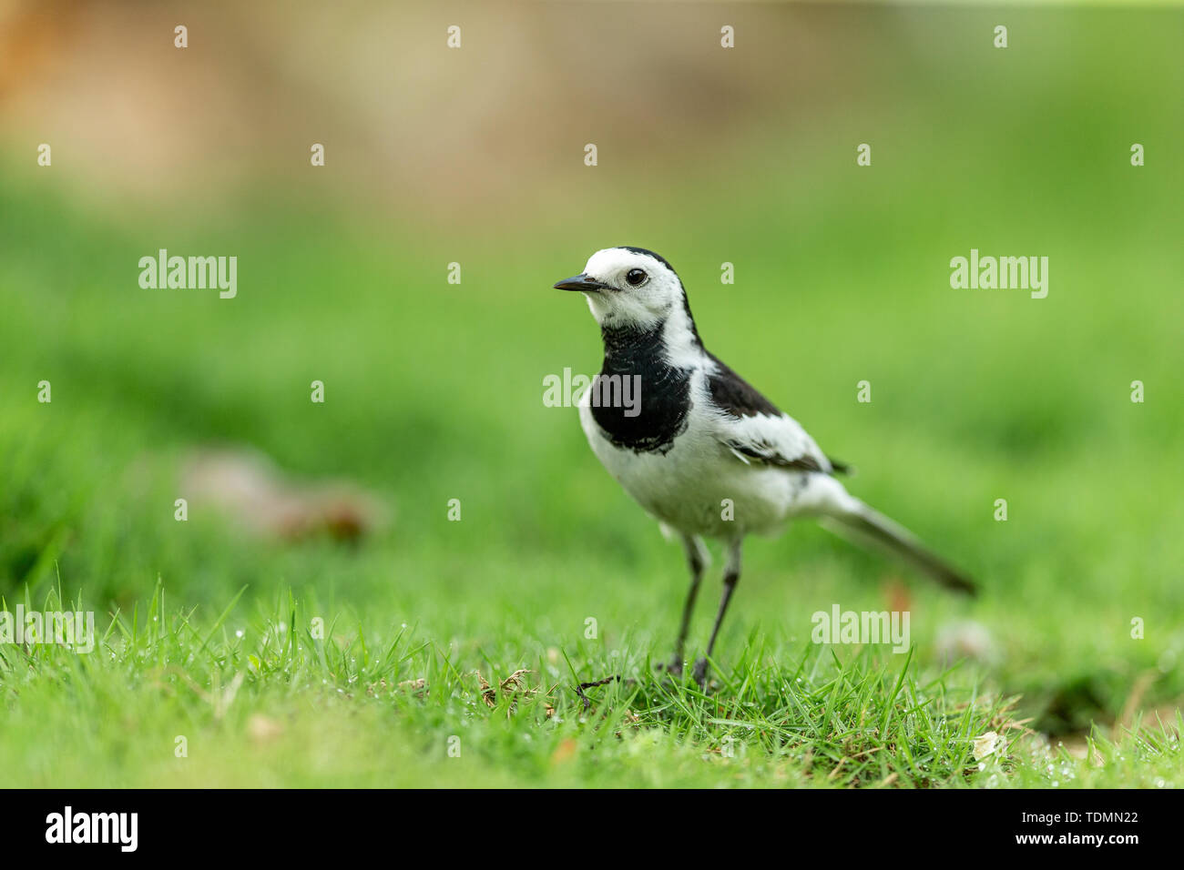 Bird birds lawn lawns hi-res stock photography and images - Alamy