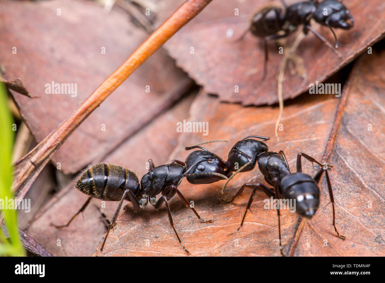 Ants war hi-res stock photography and images - Alamy