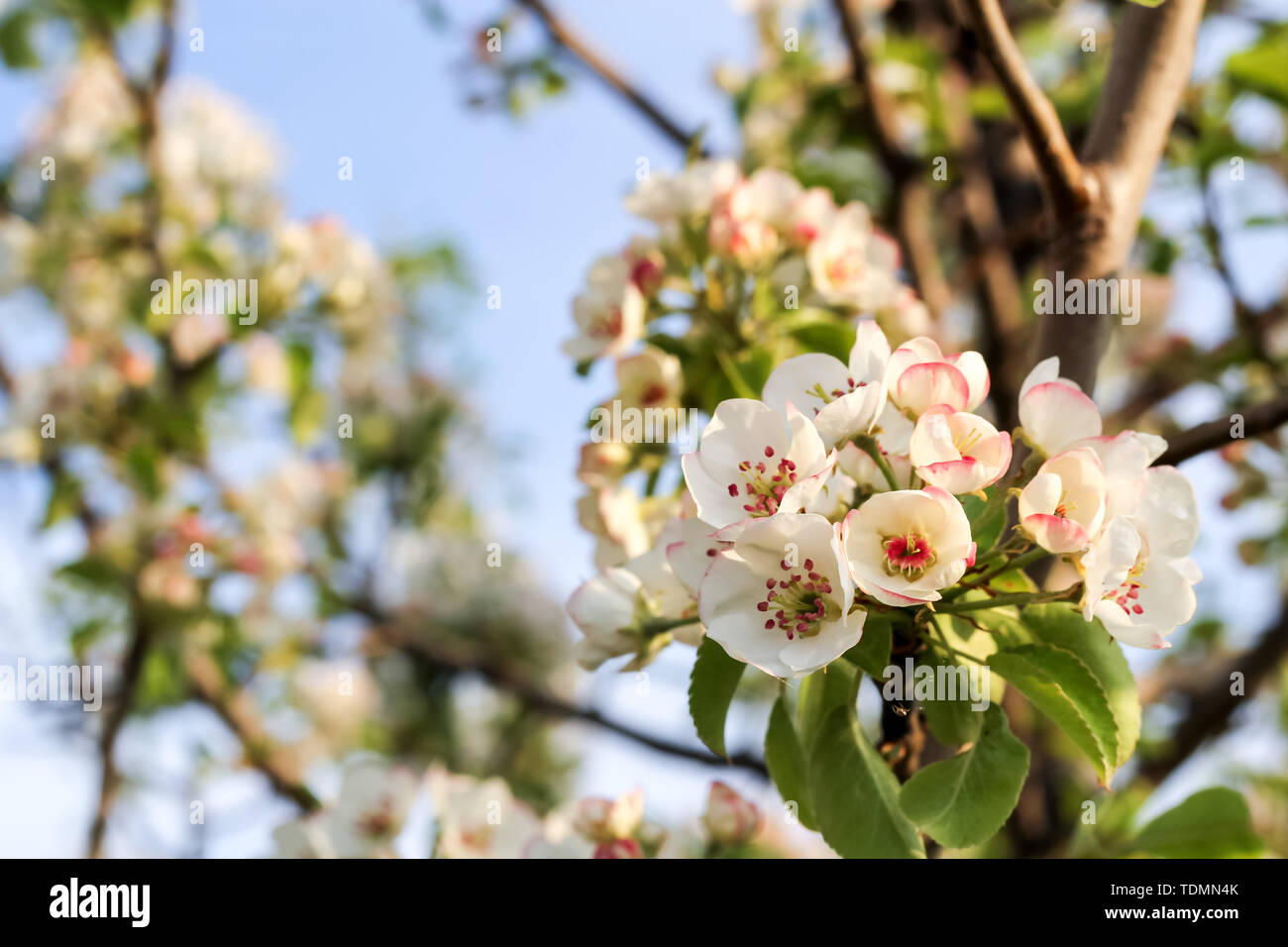 Blooming pear tree in the sunset rays. The aroma of spring. Spring mood ...