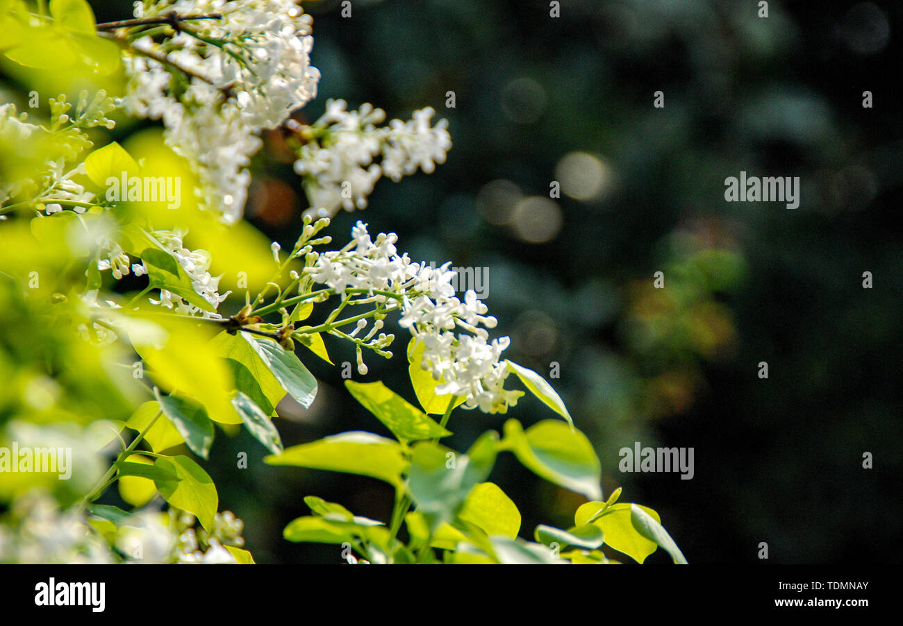 Clove tree leaves hi-res stock photography and images - Alamy