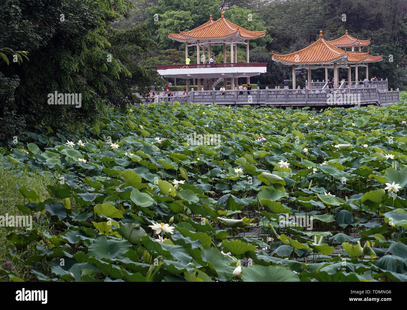 Honghu hi-res stock photography and images - Alamy