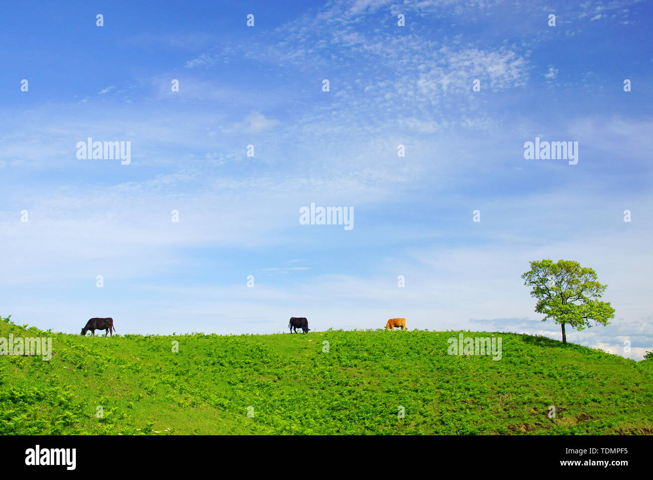 Fresh green in Ranch Stock Photo - Alamy
