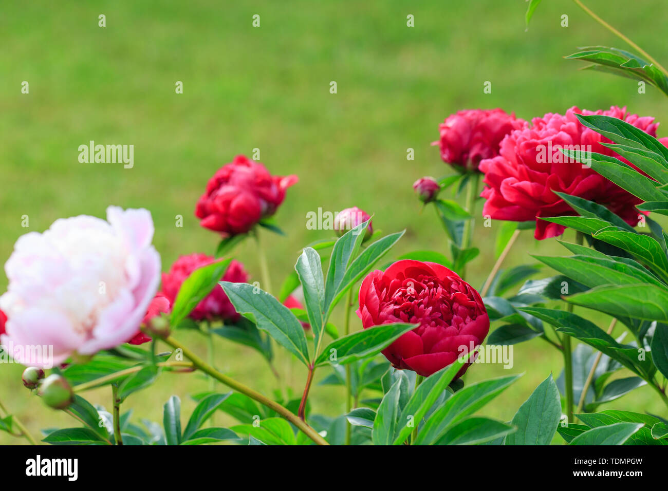 Magenta peony flower head in garden with green Stock Photo - Alamy