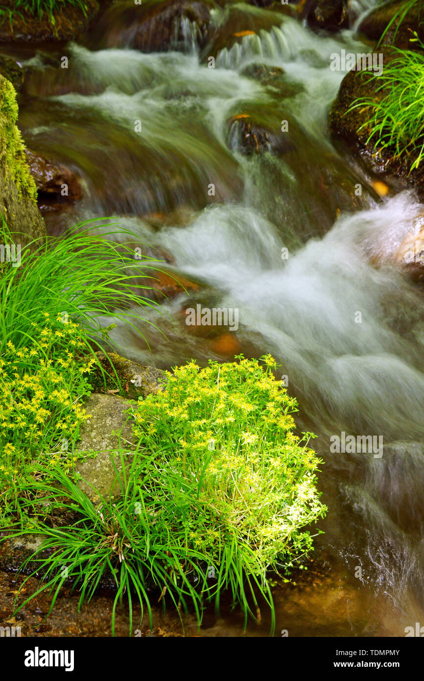 Sedum minus hi-res stock photography and images - Alamy