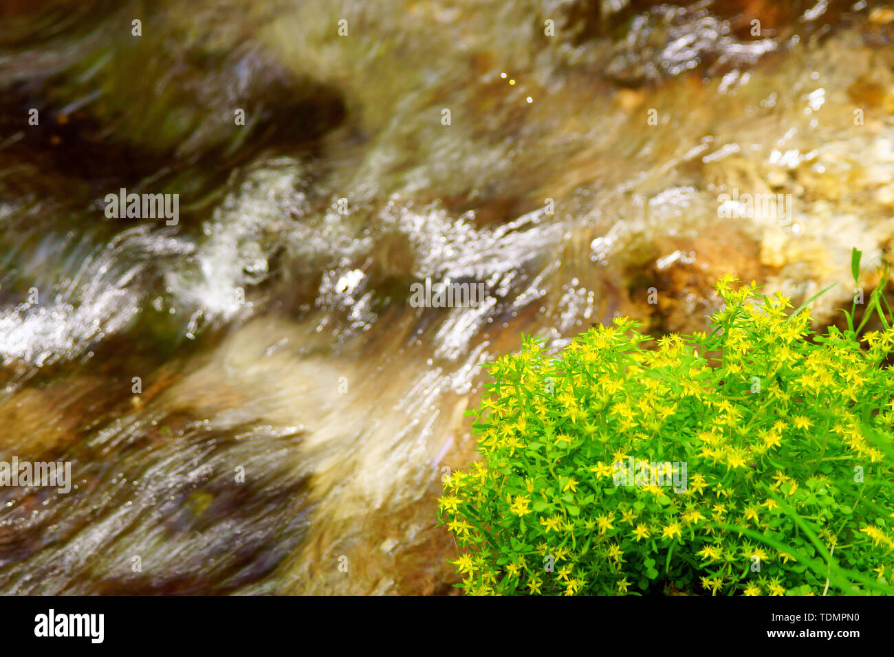 Subtile hi-res stock photography and images - Alamy