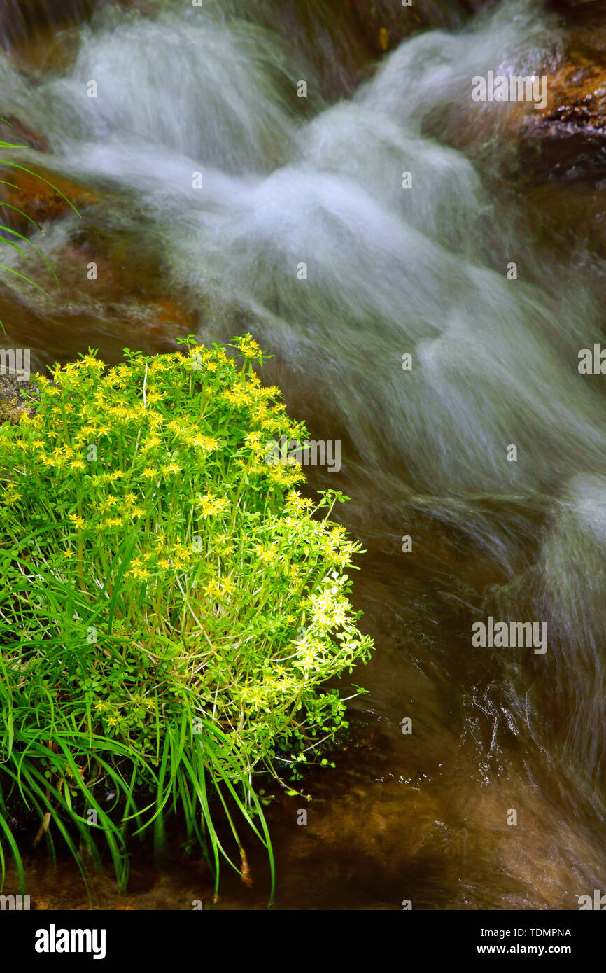 Subtile hi-res stock photography and images - Alamy