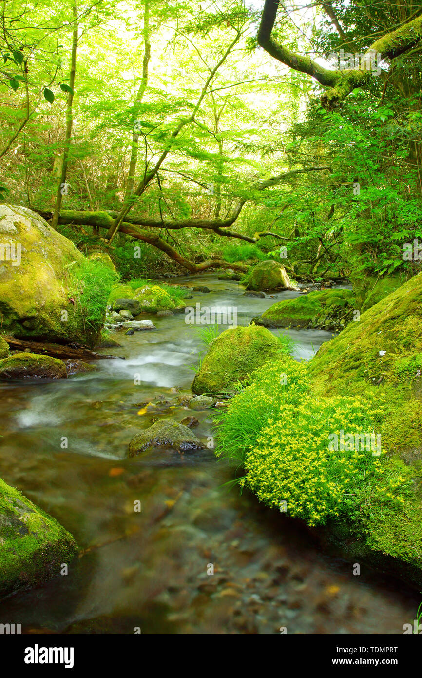 Sedum minus hi-res stock photography and images - Alamy