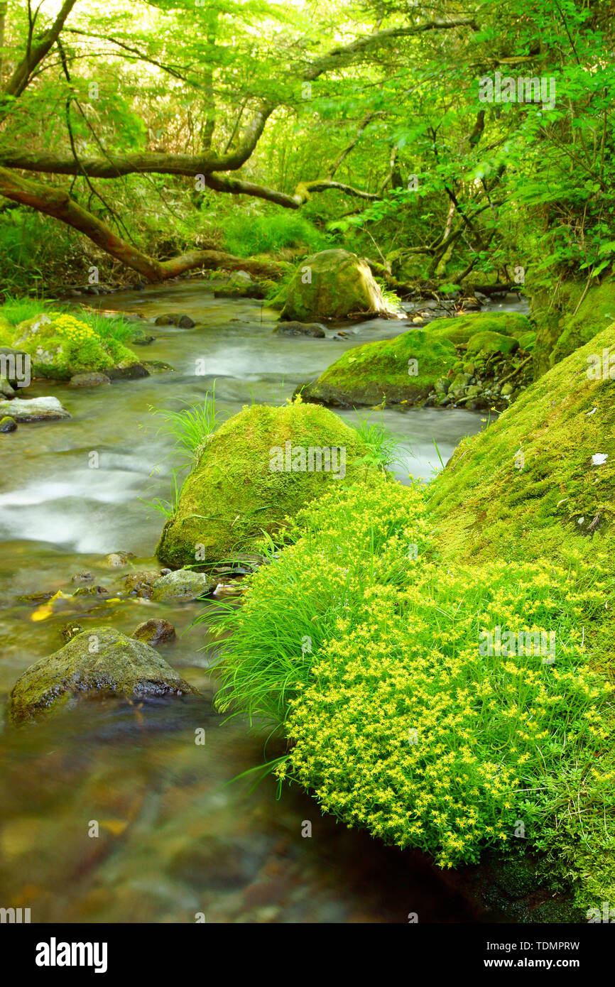 Sedum minus hi-res stock photography and images - Alamy