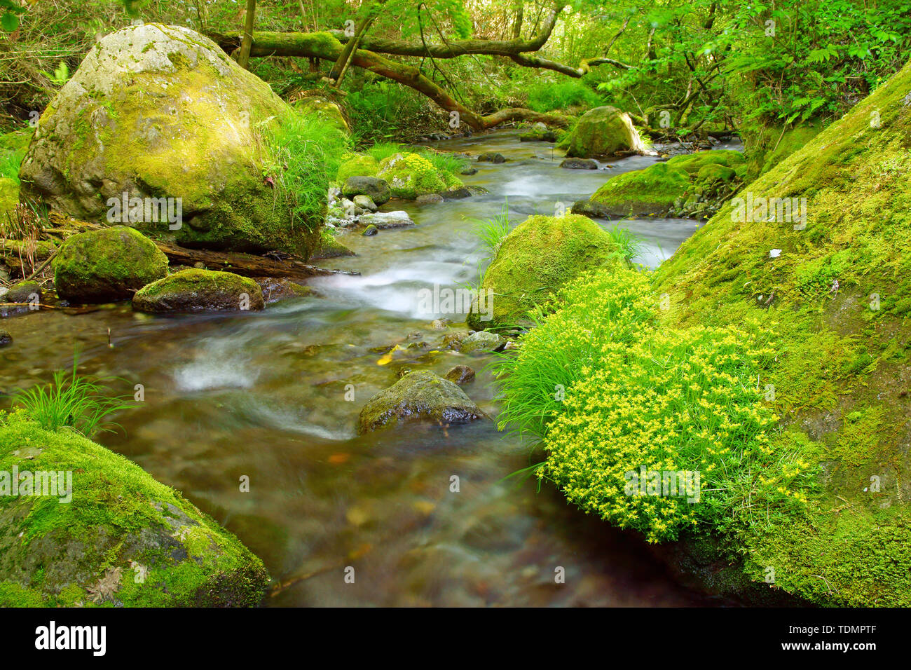 Sedum minus hi-res stock photography and images - Alamy