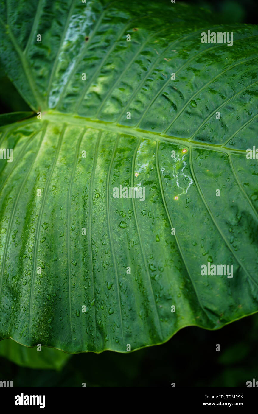 Leaf of night-scented lily Stock Photo - Alamy