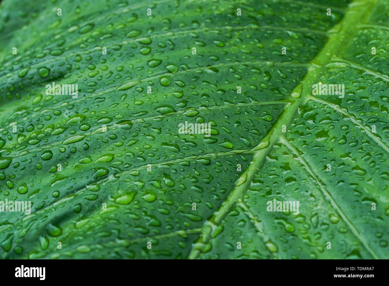 Night scented lily hi-res stock photography and images - Alamy