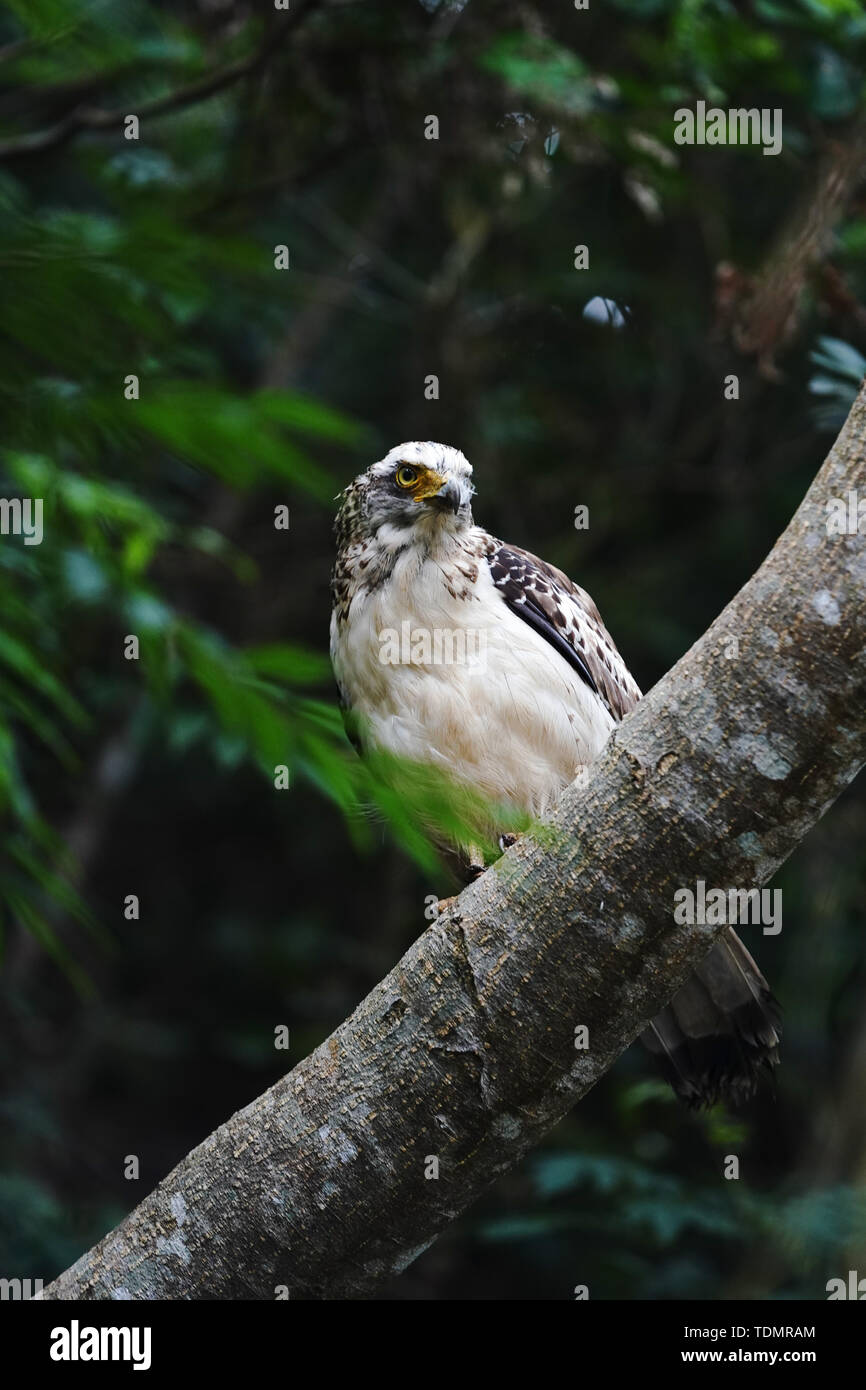 Crested serpent eagle Stock Photo - Alamy