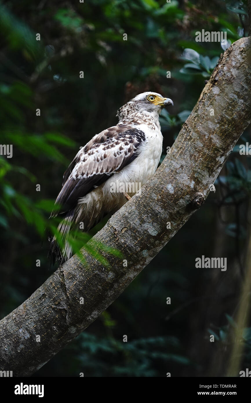 Crested serpent eagle Stock Photo - Alamy