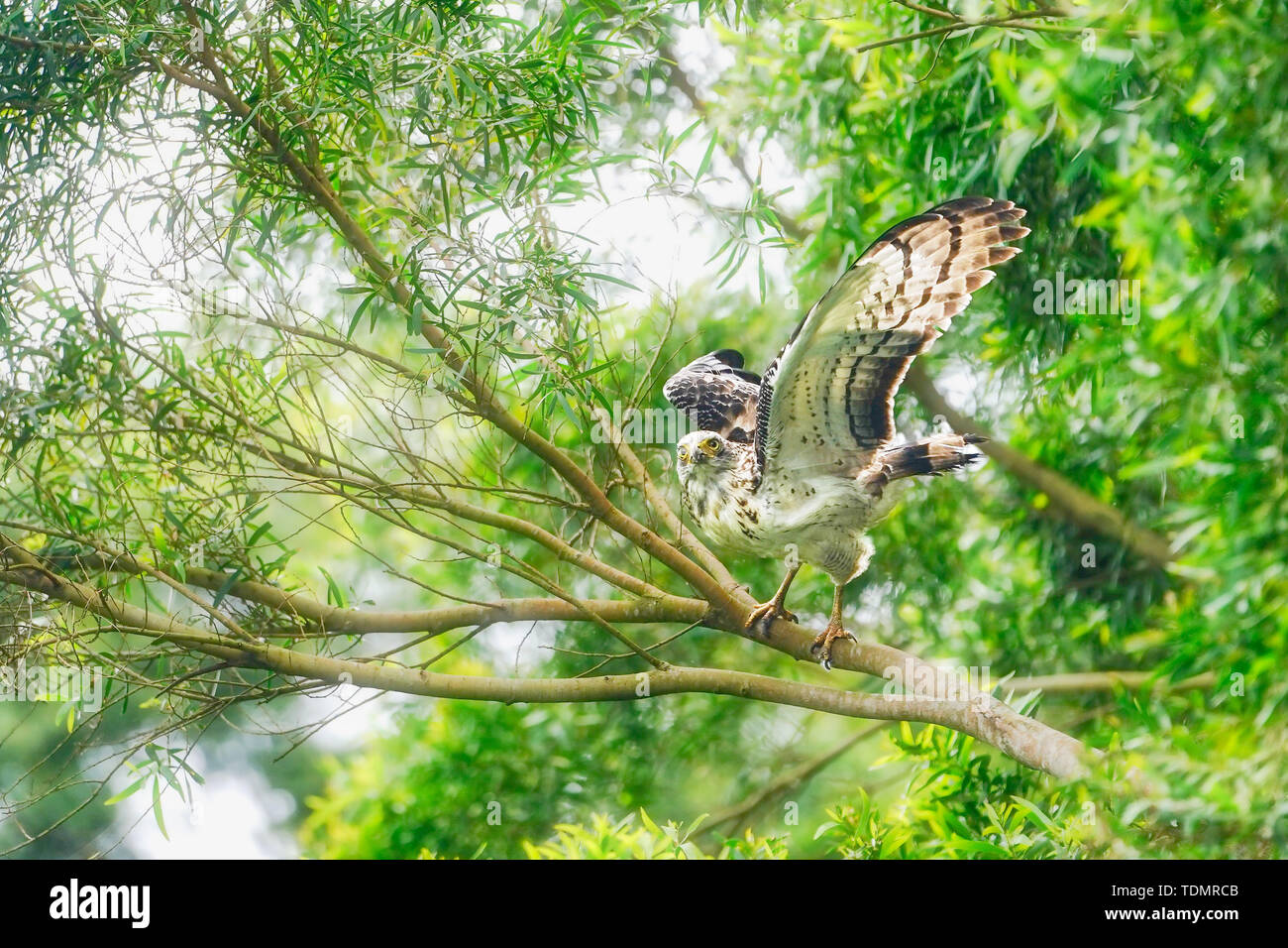 Crested serpent eagle Stock Photo - Alamy