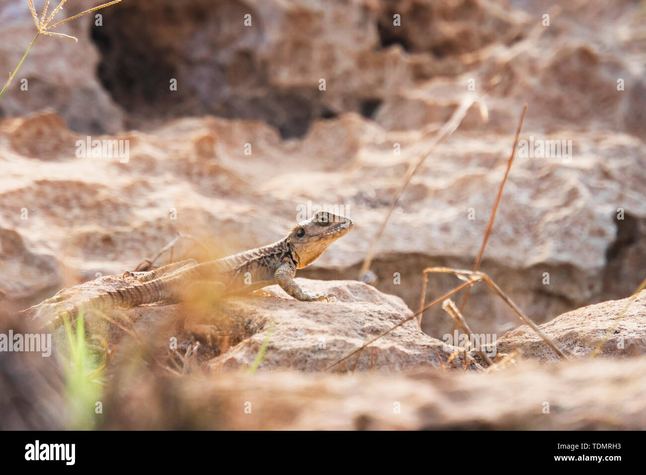 Lizard sitting on a rock, looking out from behind a Bush, basking in ...