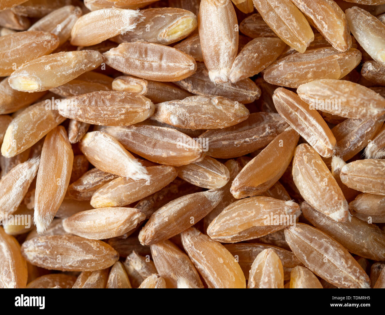 spelt seeds texture as food background. Spelt seeds pattern top view or ...