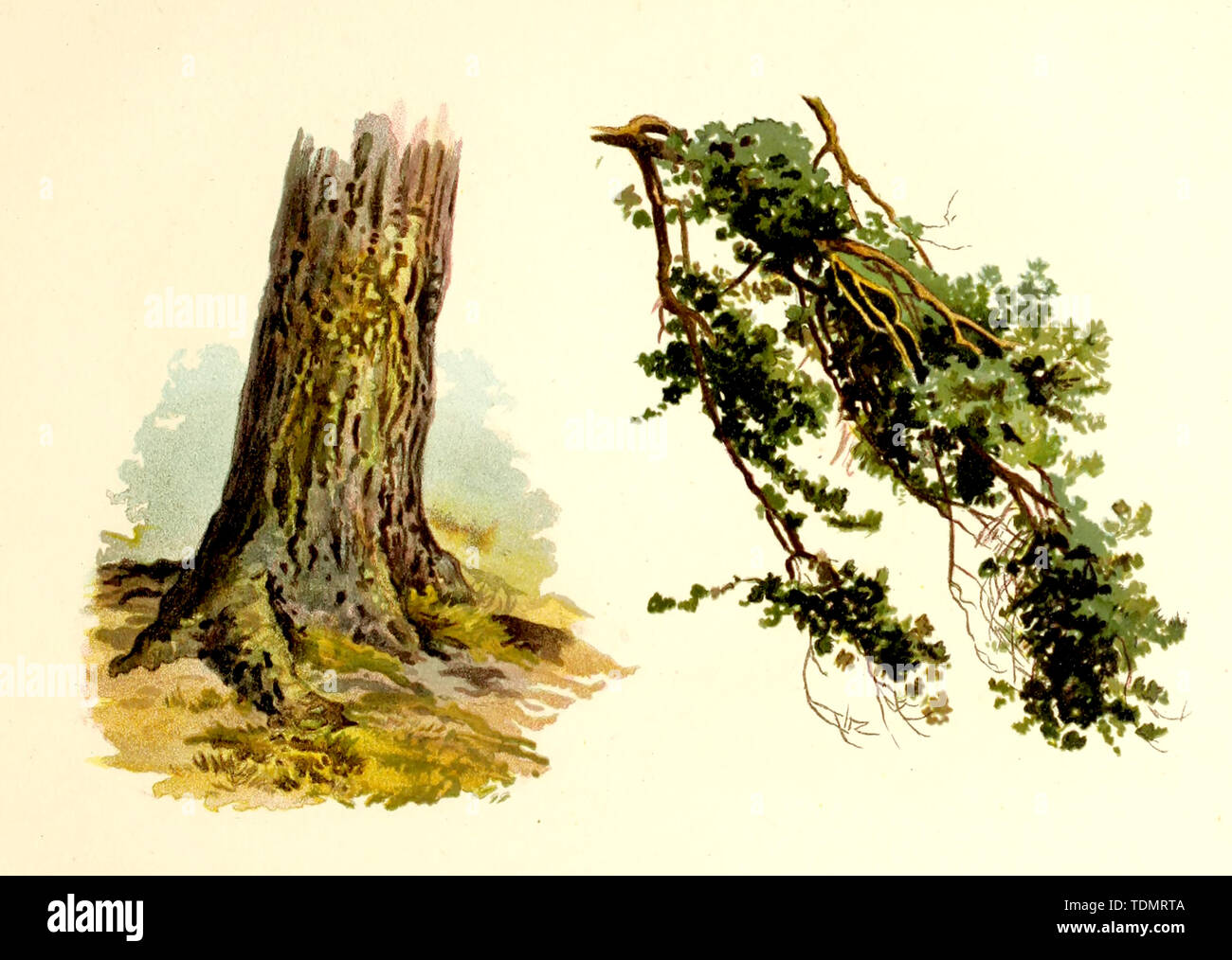 Nature of America. Old image Stock Photo - Alamy