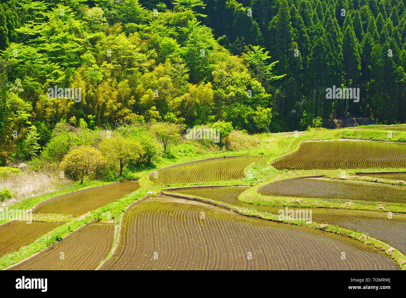 Stepped rice paddy field hi-res stock photography and images - Alamy