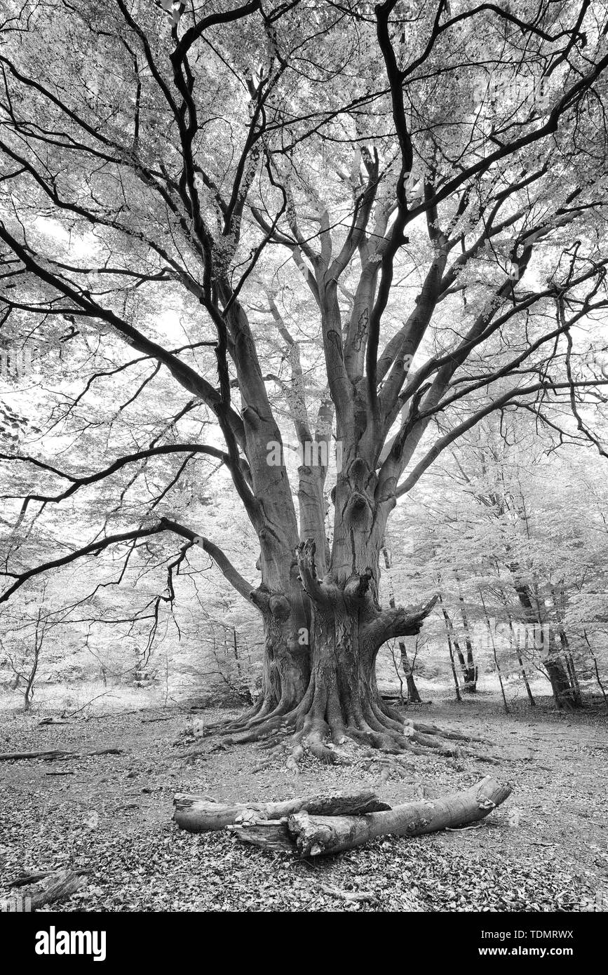 Huge old gnarled Beech (Fagus), black and white, Reinhardswald ...